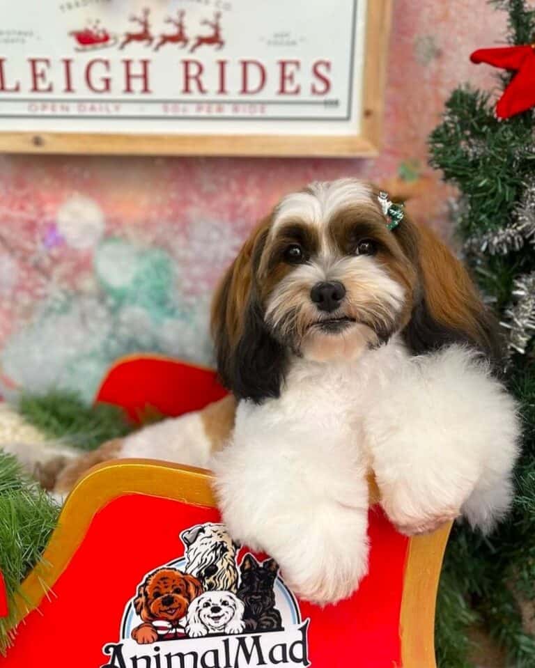 31 Best Havanese Haircuts With Pictures! (2025 Updated)