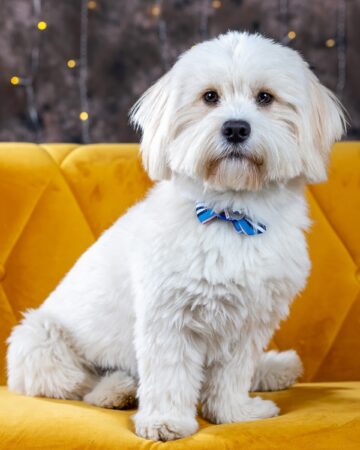 31 Best Havanese Haircuts With Pictures! (2025 Updated)