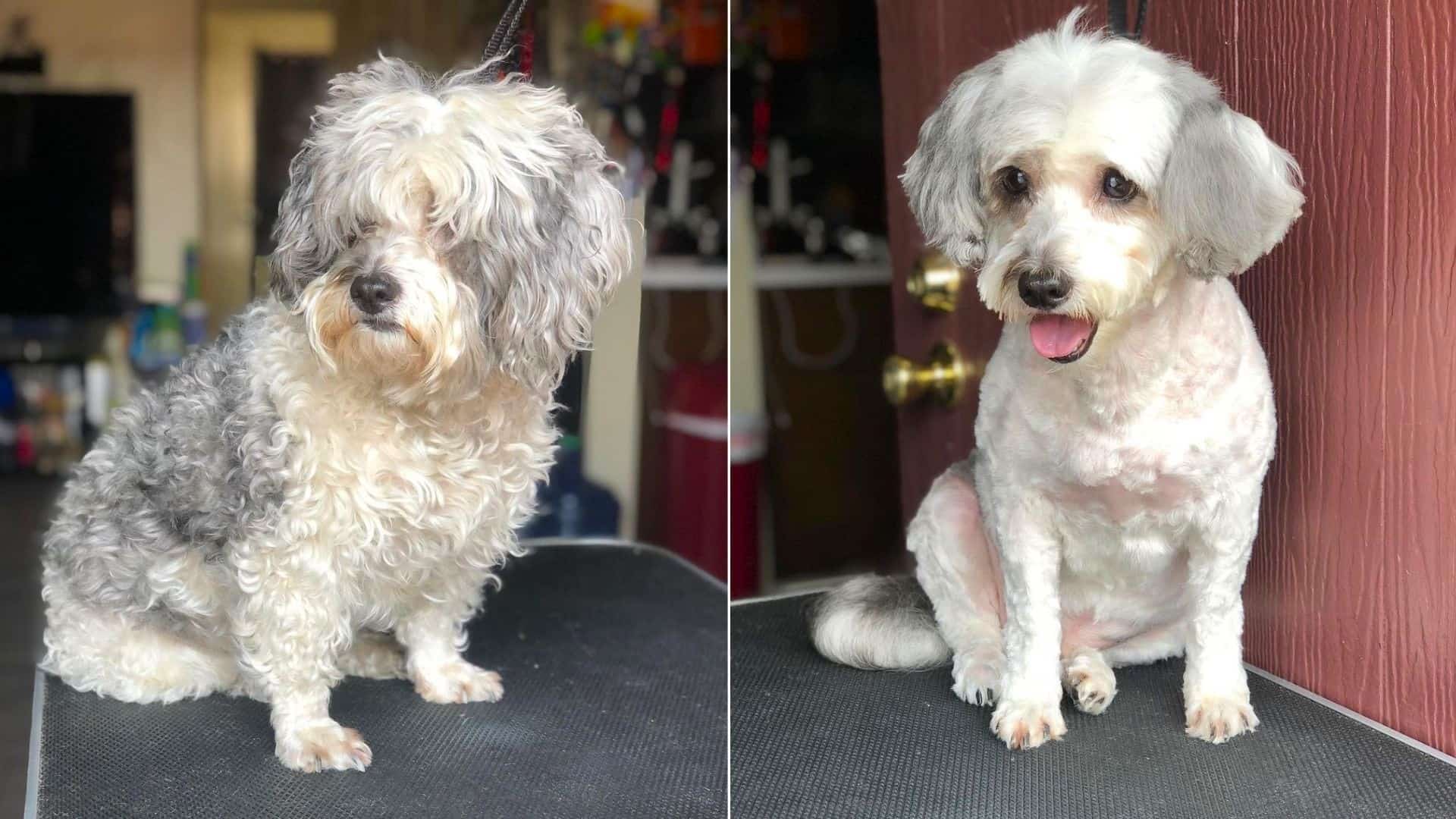 31 Best Havanese Haircuts With Pictures! (2026 Updated)