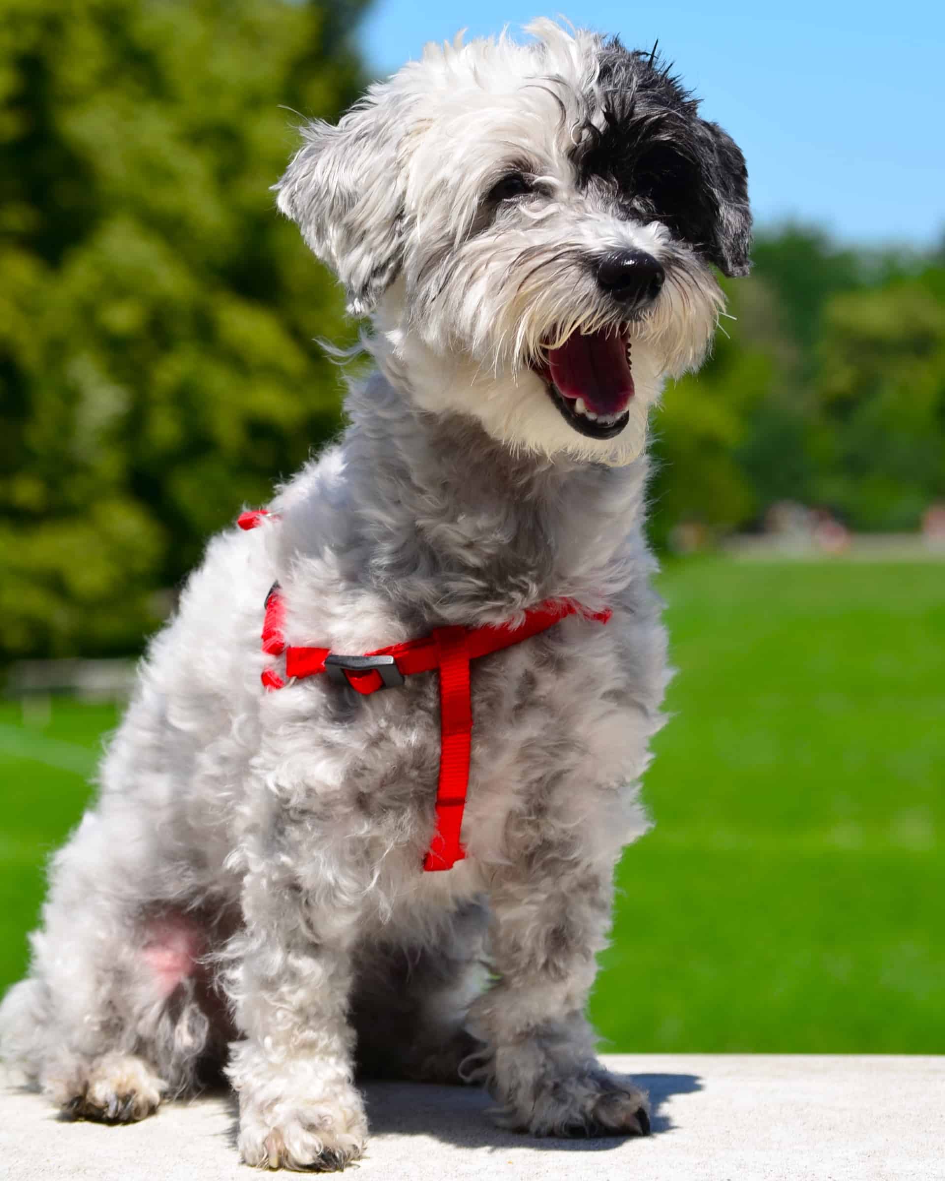 31 Best Havanese Haircuts With Pictures! (2025 Updated)