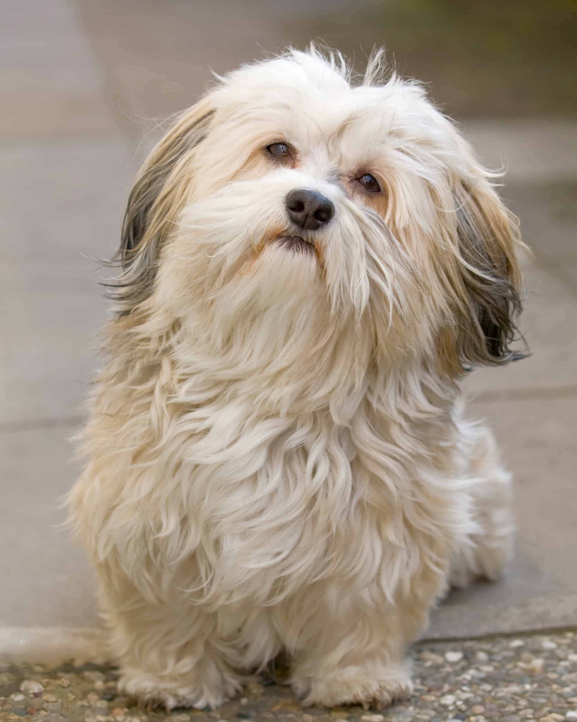 31 Best Havanese Haircuts With Pictures! (2026 Updated)