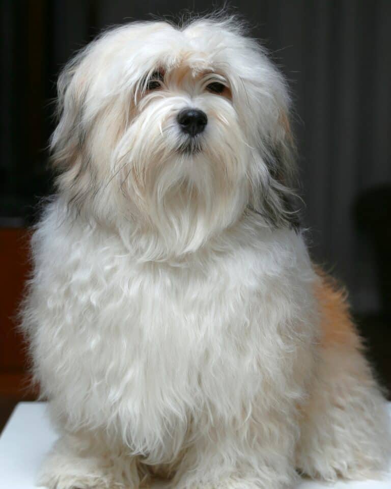 31 Best Havanese Haircuts With Pictures! (2025 Updated)