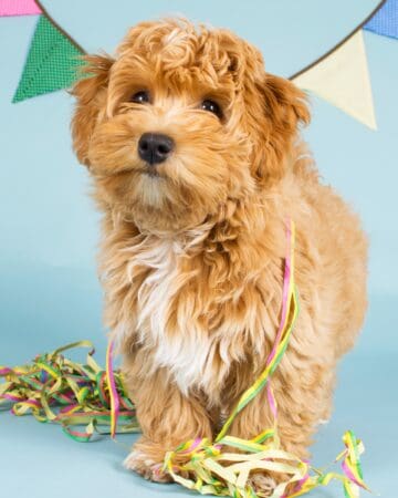 31 Best Havanese Haircuts With Pictures! (2026 Updated)