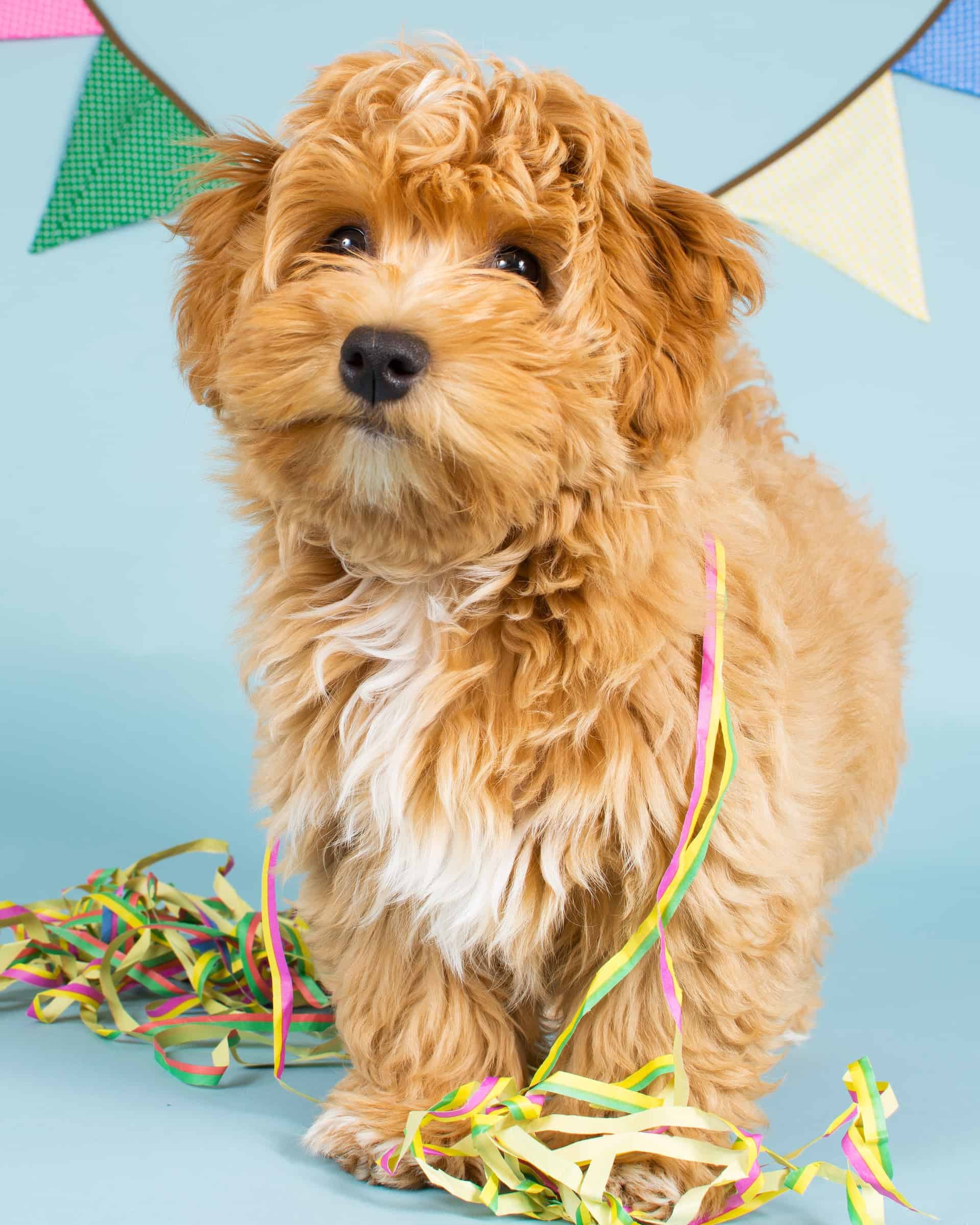 31 Best Havanese Haircuts With Pictures! (2023 Updated)