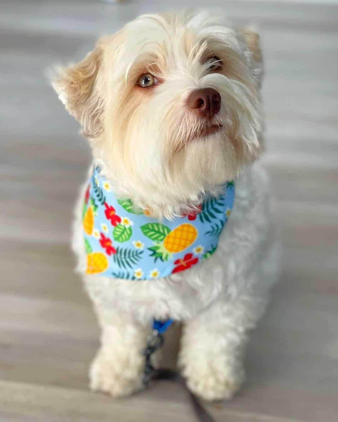 31 Best Havanese Haircuts With Pictures! (2025 Updated)