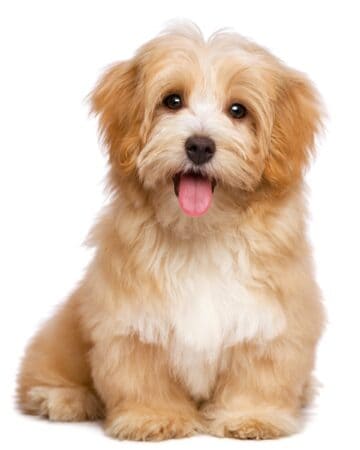 31 Best Havanese Haircuts With Pictures! (2025 Updated)