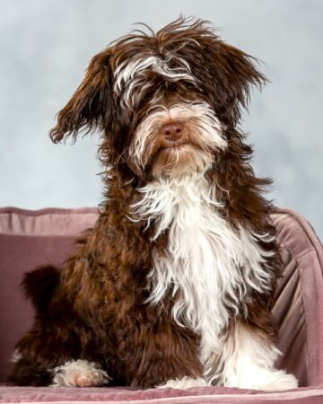 31 Best Havanese Haircuts With Pictures! (2025 Updated)