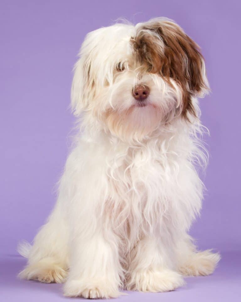 31 Best Havanese Haircuts With Pictures! (2025 Updated)