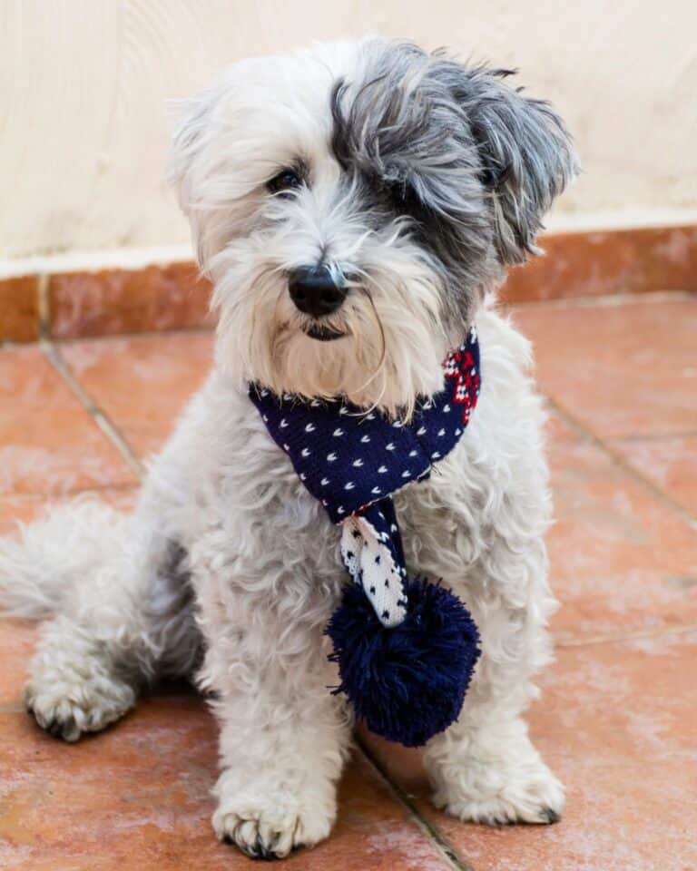 31 Best Havanese Haircuts With Pictures! (2025 Updated)