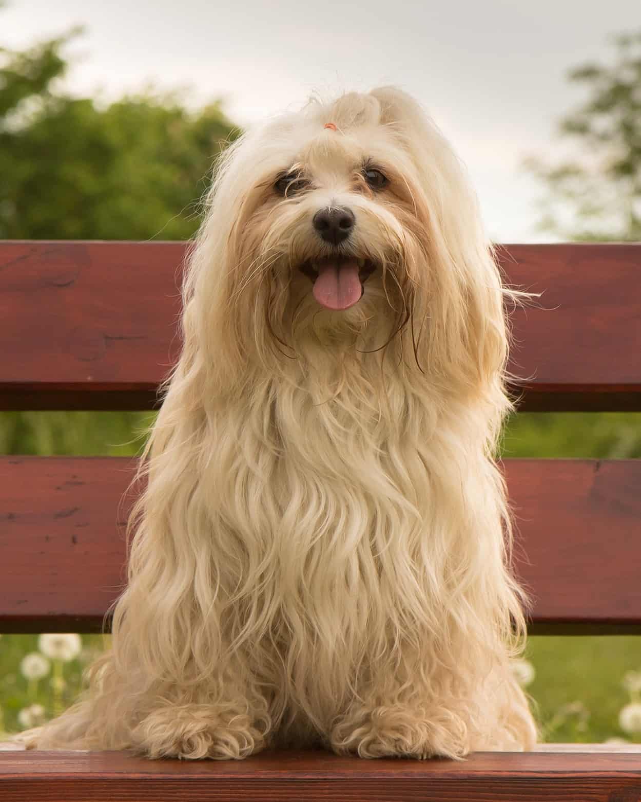 16 Small Dog Breeds With Long Hair (With Pictures)