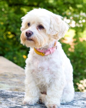 31 Best Havanese Haircuts With Pictures! (2025 Updated)