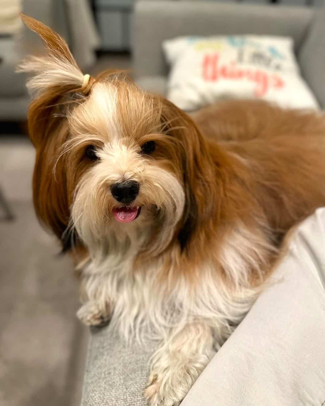 31 Best Havanese Haircuts With Pictures! (2025 Updated)