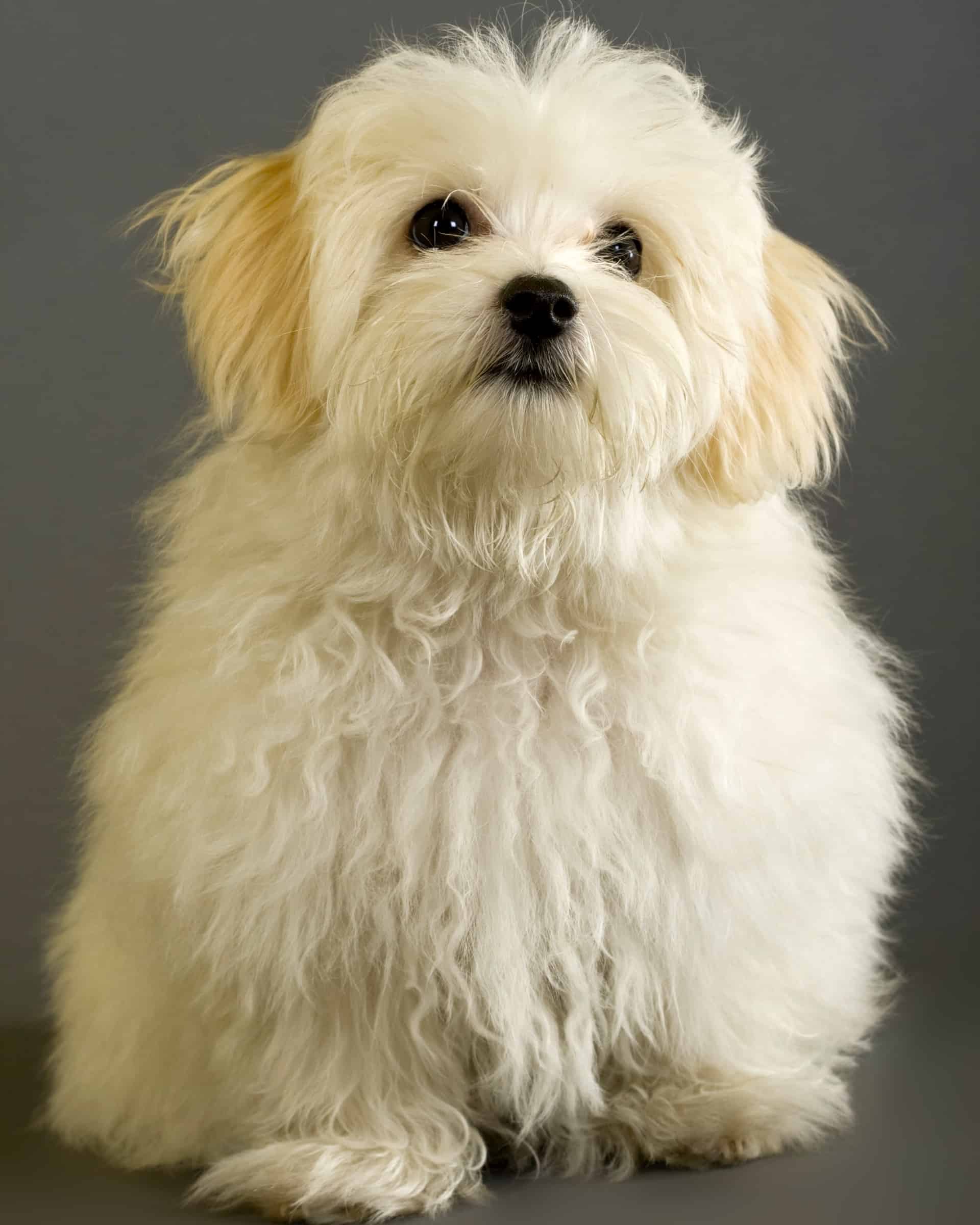 31 Best Havanese Haircuts With Pictures! (2025 Updated)