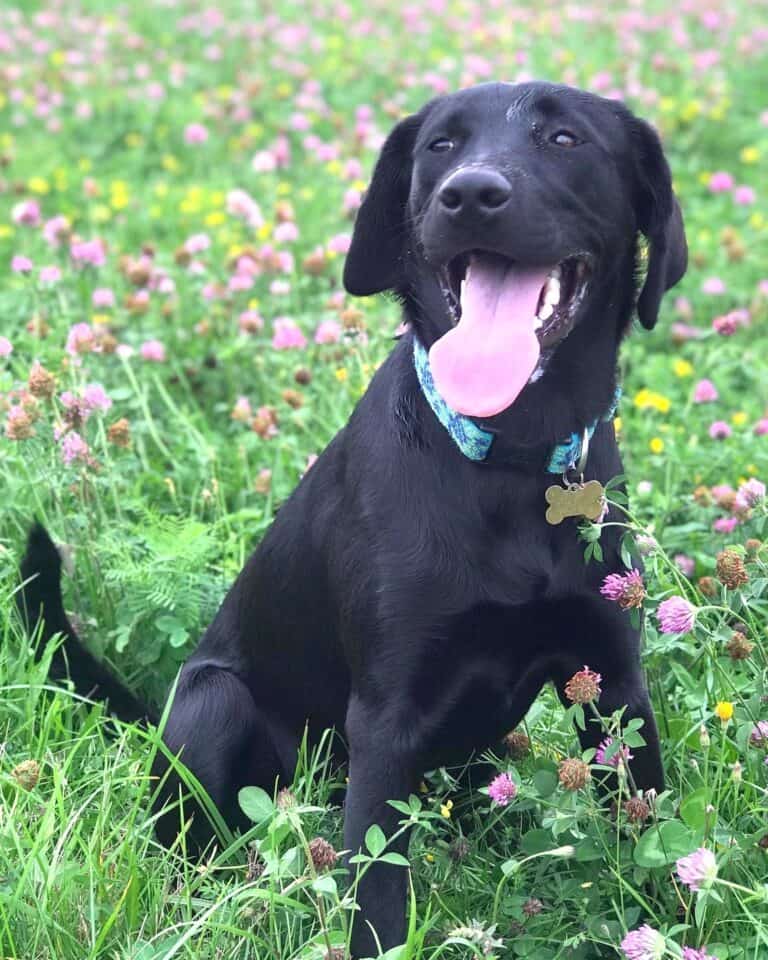 Lab Hound Mix: Breed Information, Pictures, Traits & Facts