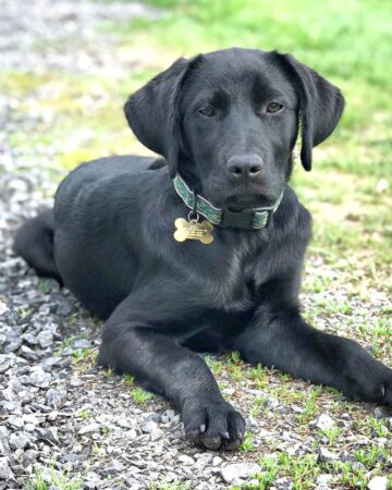 Lab Hound Mix: Breed Information, Pictures, Traits & Facts