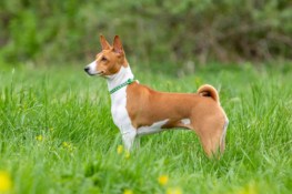 How Much Does a Basenji Cost? (2025 Updated)