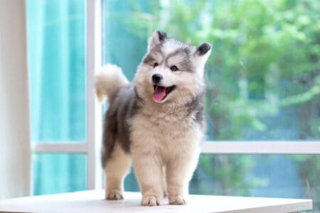 How Much Does a Husky Cost? (2025 Updated)