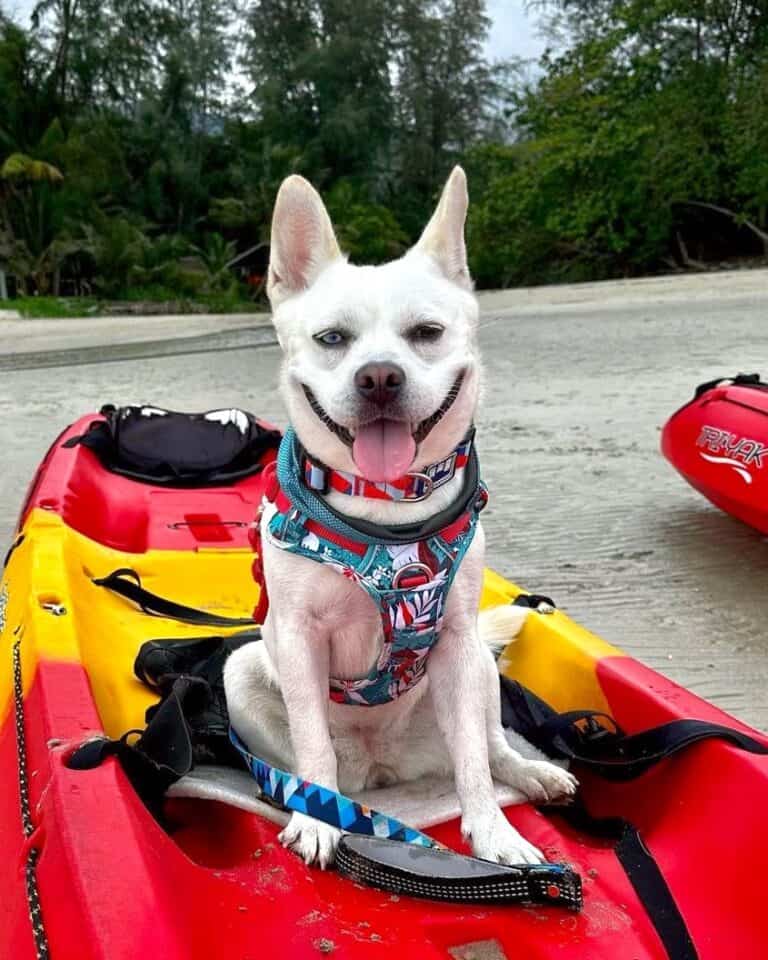 French Bulldog Husky Mix: Info, Pictures, Traits & Facts