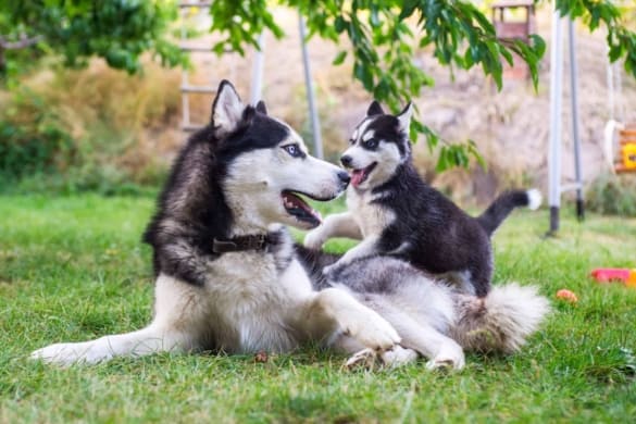 How Much Does a Husky Cost? (2026 Updated)