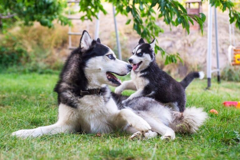 How Much Does a Husky Cost? (2025 Updated)