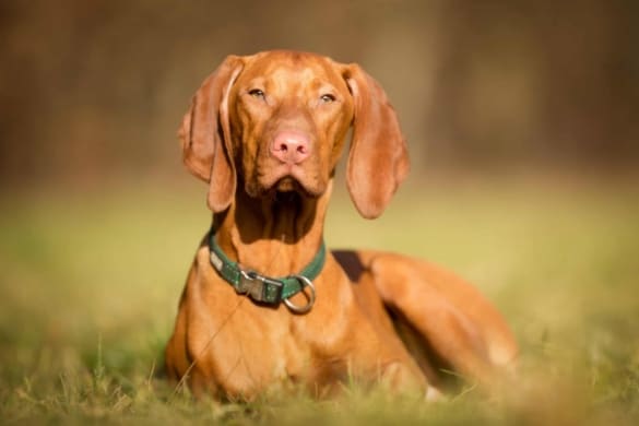 Miniature Labrador: An Ultimate Guide to the Mini Labrador