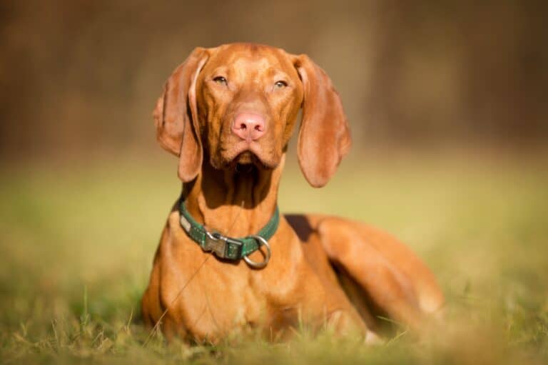 17 Large Hypoallergenic Dogs That Don’t Shed (With Pictures)