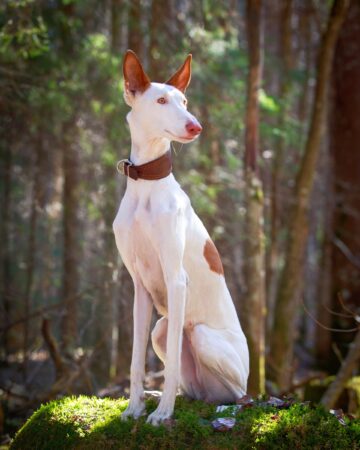 18 Long Nose Dog Breeds With Lovable Snouts (With Photos)