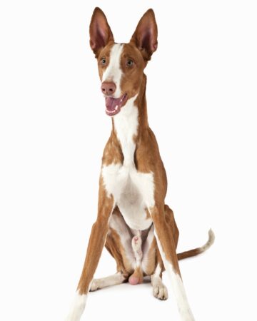 20 Best Tall Skinny Dog Breeds (With Pictures)