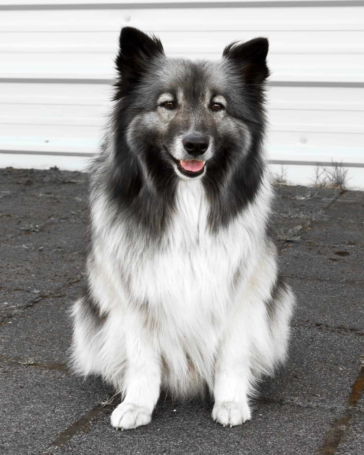 30 Dogs That Look Like Huskies (With Pictures)