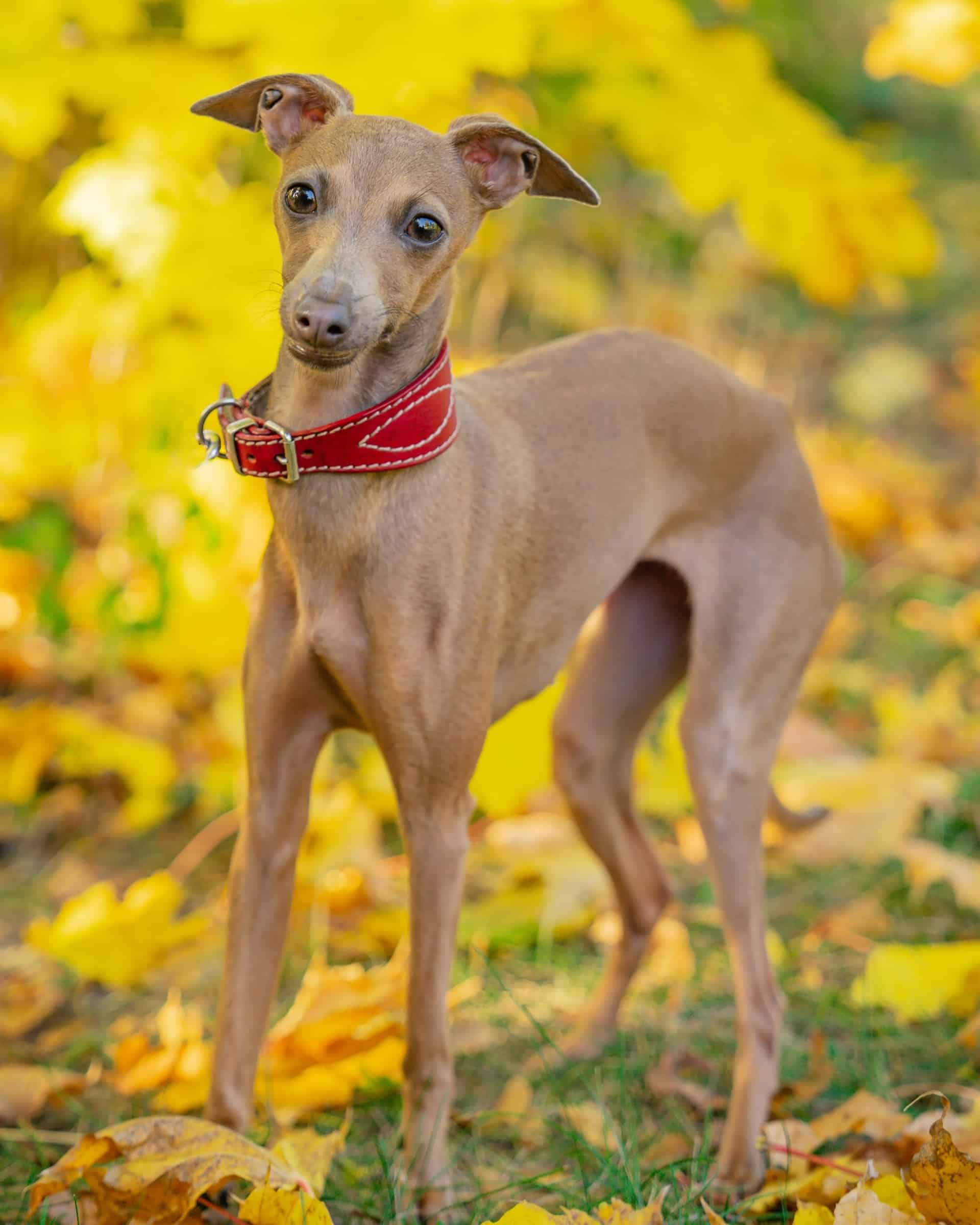 24 Small Dog Breeds With Short Hair (Low Grooming Needs)