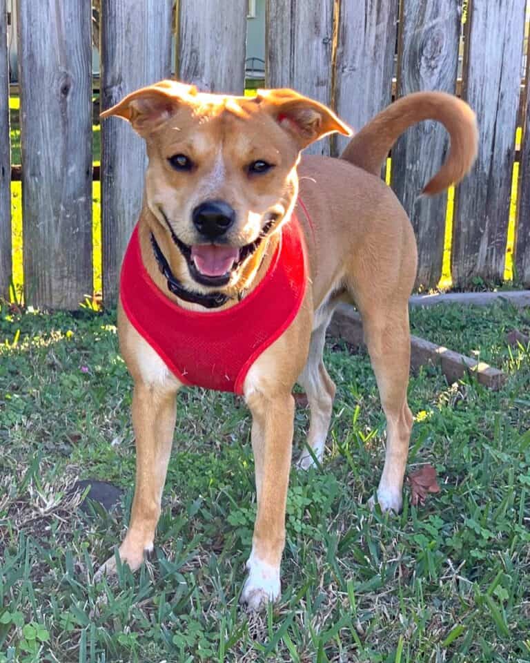 Jack Russell Pitbull Mix: Breed Info, Pictures, Traits & Facts