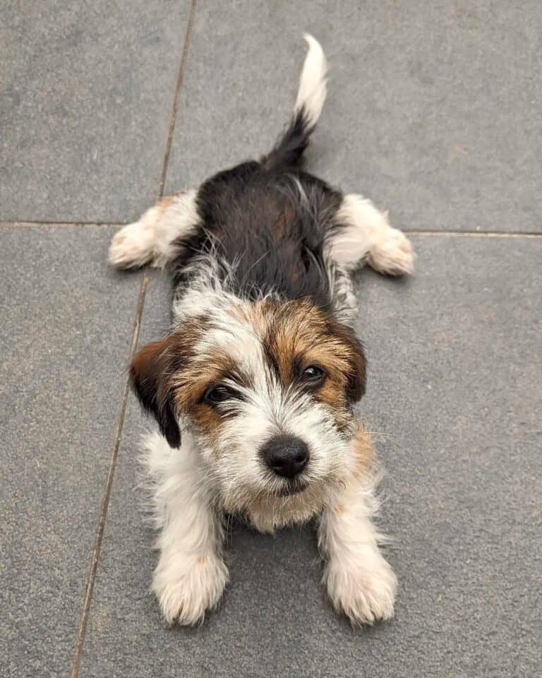 Jack Russell Maltese Mix (Jacktese): Info, Pictures & Facts