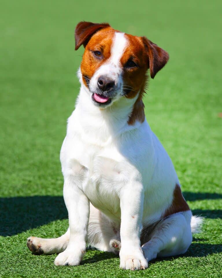 24 Small Dog Breeds With Short Hair (Low Grooming Needs)