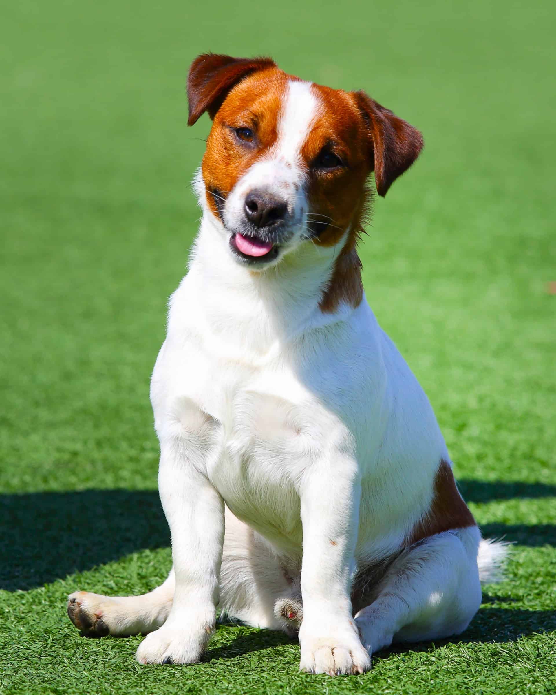 24 Small Dog Breeds With Short Hair (Low Grooming Needs)