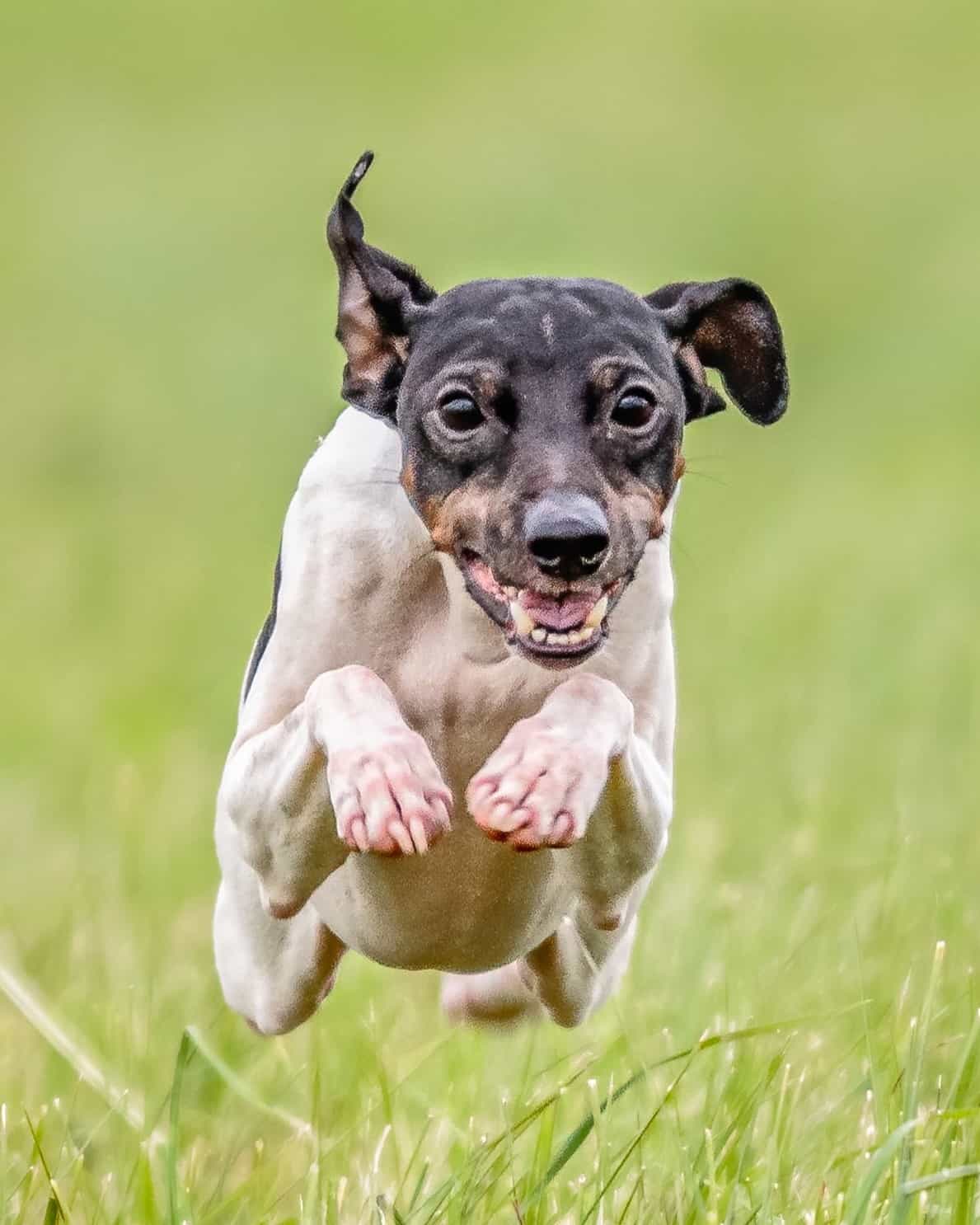 24 Small Dog Breeds With Short Hair (Low Grooming Needs)