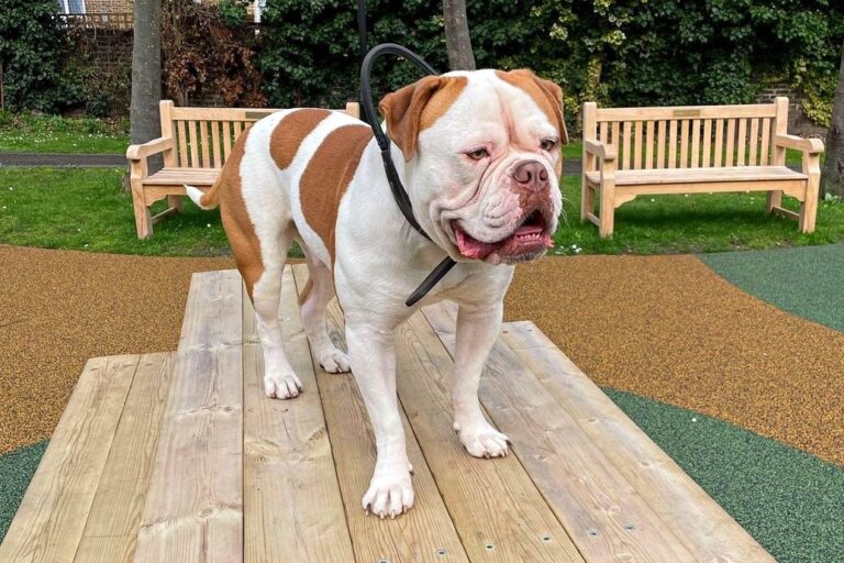 Scott vs. Johnson American Bulldog: What's the Difference?