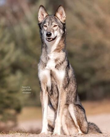 30 Dogs That Look Like Huskies (With Pictures)