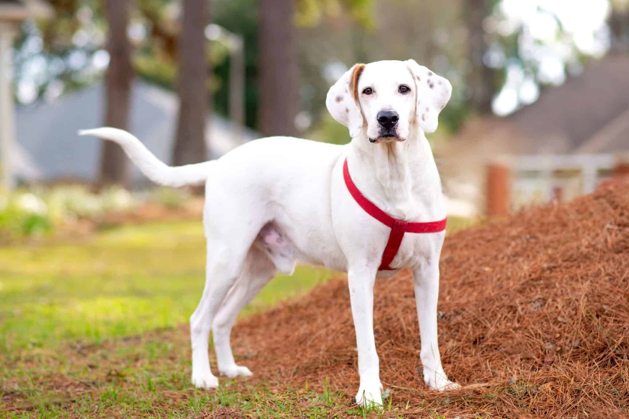 Lab Hound Mix: Breed Information, Pictures, Traits & Facts