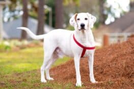 Lab Hound Mix: Breed Information, Pictures, Traits & Facts