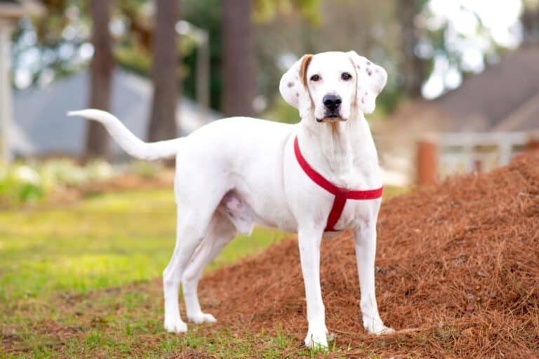 Lab Hound Mix: Breed Information, Pictures, Traits & Facts