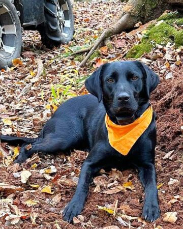 Lab Hound Mix: Breed Information, Pictures, Traits & Facts