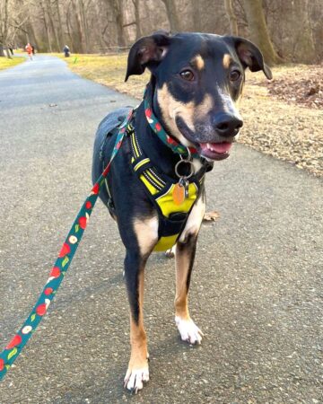 Lab Hound Mix: Breed Information, Pictures, Traits & Facts