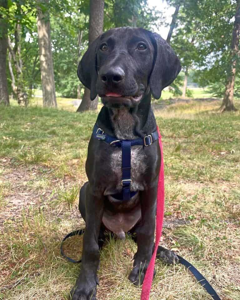 Lab Hound Mix: Breed Information, Pictures, Traits & Facts