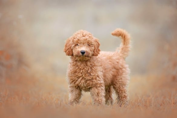10 Best Labradoodle Breeders (2025 Updated)