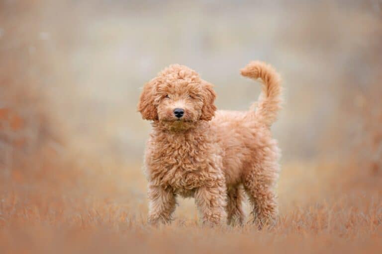 10 Best Labradoodle Breeders (2025 Updated)