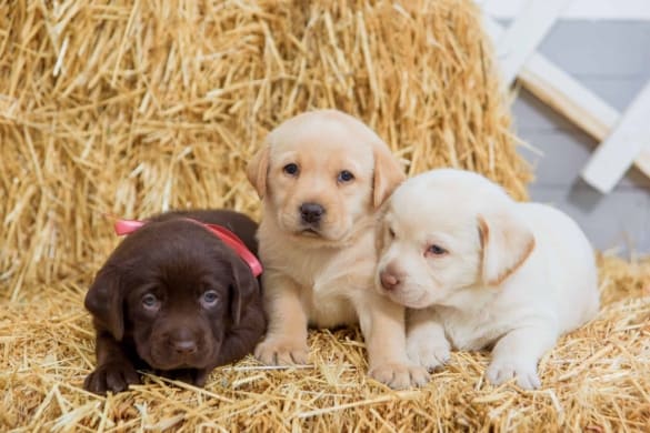 10 Best Labrador Retriever Breeders (2025 Updated)