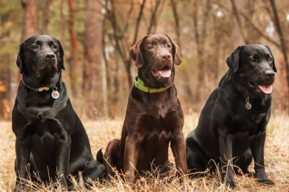 13 Labrador Retriever Colors & Patterns (With Pictures!)
