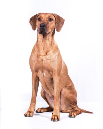 13 Rhodesian Ridgeback Colors & Markings (With Pictures)