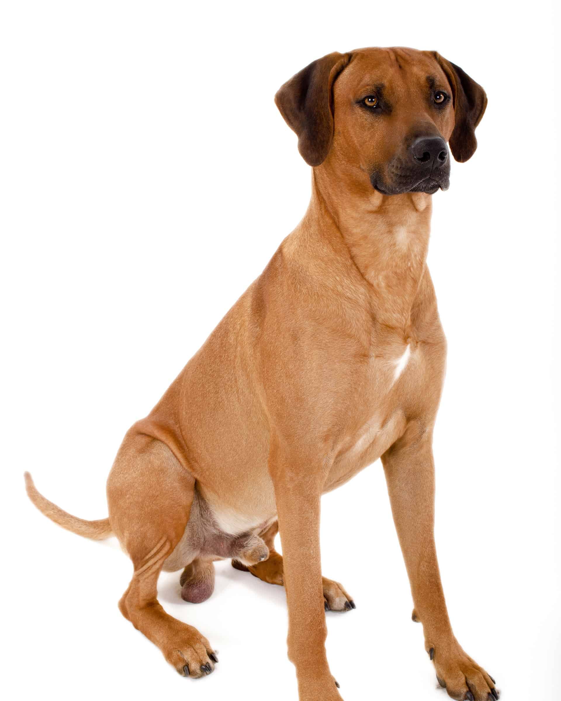 13 Rhodesian Ridgeback Colors & Markings (With Pictures)