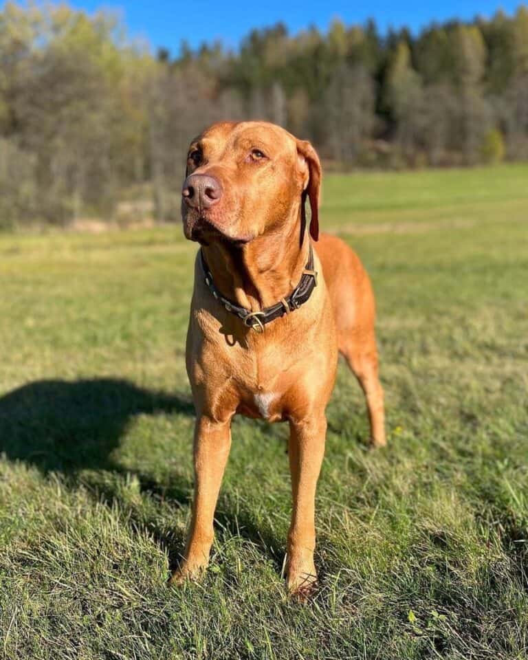 13 Rhodesian Ridgeback Colors & Markings (With Pictures)